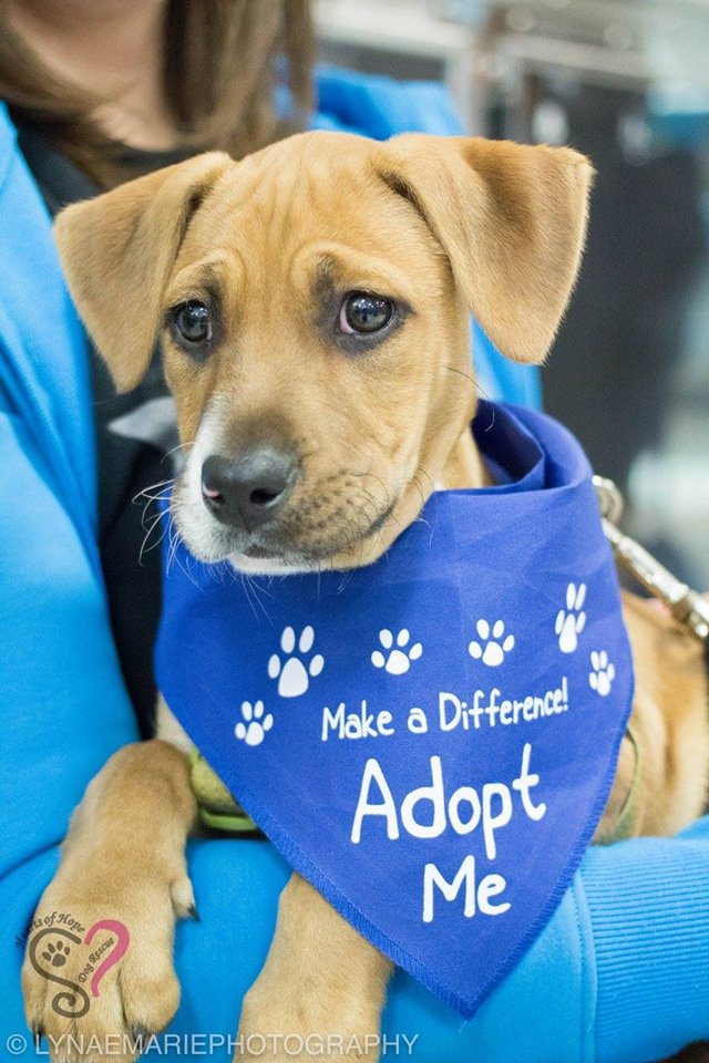 dog1 - Hearts of Hope Dog Rescue