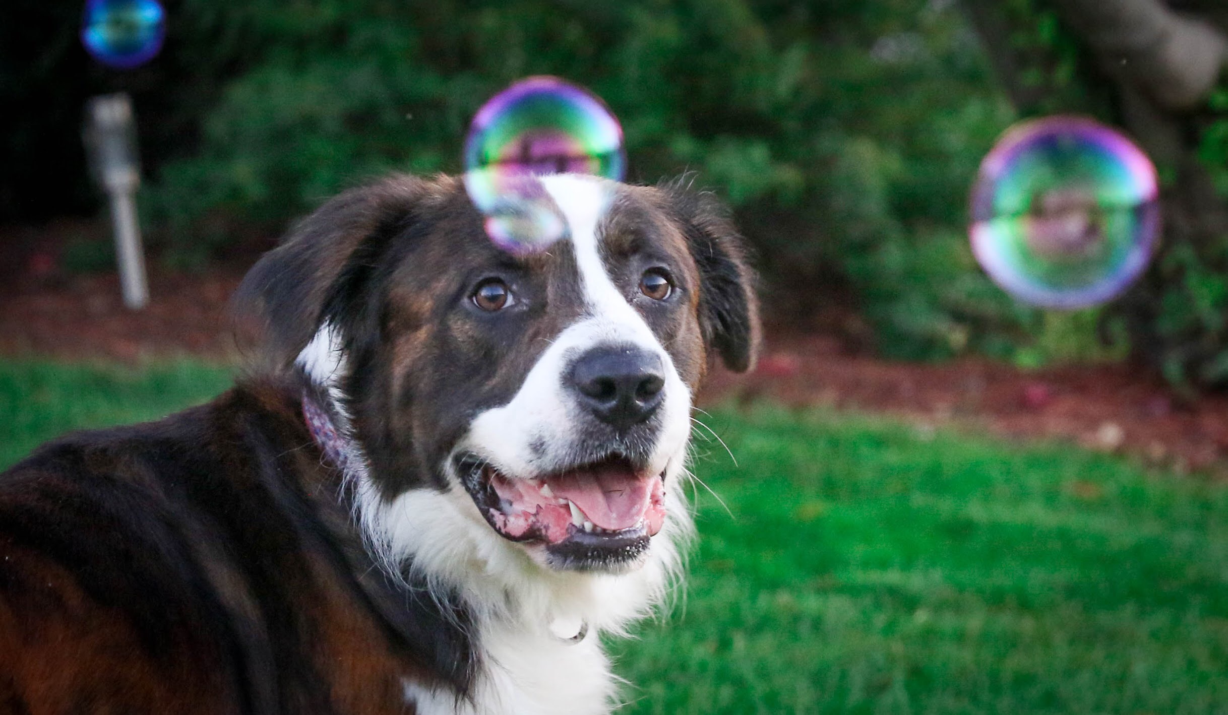 Events & Resources - Grand Rapids, MI | Hearts of Hope Dog Rescue