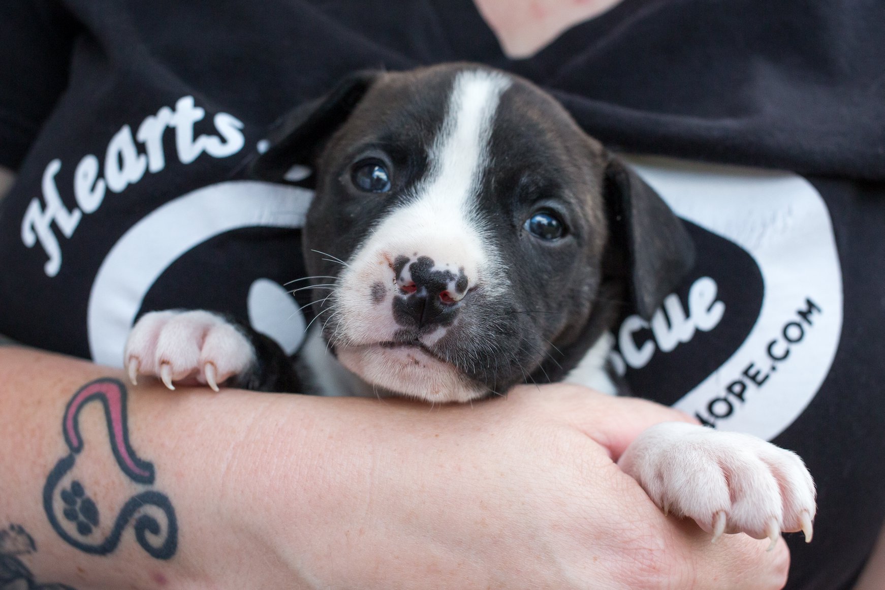 Post #6335 - Hearts of Hope Dog Rescue